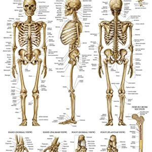 Palace Learning 2 Pack - Skeletal System Anatomical Poster + Brain Anatomy Chart - Laminated