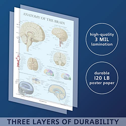 Palace Learning 2 Pack - Skeletal System Anatomical Poster + Brain Anatomy Chart - Laminated