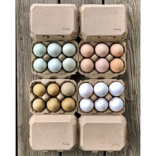 Half Dozen Egg Cartons- Henlay Blank Flat Top Six Pack (100)