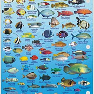 Cook Islands Dive Map & Coral Reef Creatures Guide Franko Maps Laminated Fish Card