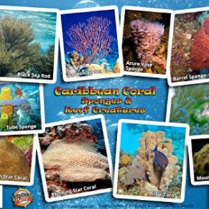 Caribbean Coral Identification Guide Waterproof Card