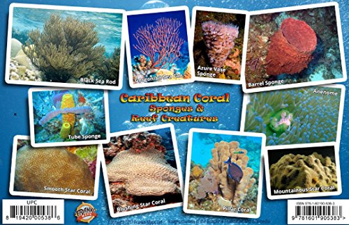 Caribbean Coral Identification Guide Waterproof Card