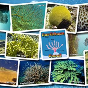 Caribbean Coral Identification Guide Waterproof Card