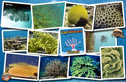 Caribbean Coral Identification Guide Waterproof Card