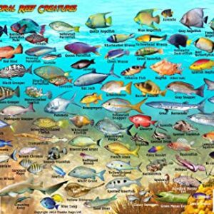 John Pennekamp Coral Reef State Park Dive Map & Fish Identification Waterproof Card