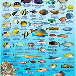 Hawaiian Islands Map & Coral Reef Creatures Guide Franko Maps Laminated Fish Card