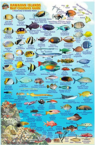 Hawaiian Islands Map & Coral Reef Creatures Guide Franko Maps Laminated Fish Card