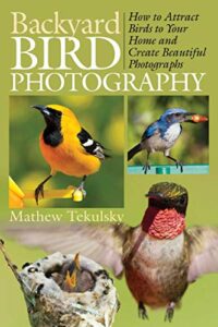 backyard bird photography: how to attract birds to your home and create beautiful photographs