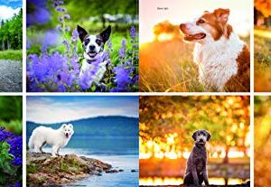 Dogtography: A Knock-Your-Socks-Off Guide to Capturing the Best Dog Photos on Earth