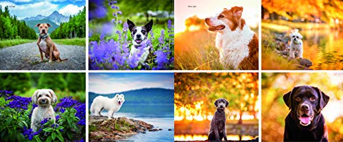 Dogtography: A Knock-Your-Socks-Off Guide to Capturing the Best Dog Photos on Earth