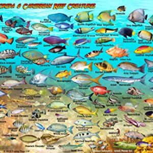 Southwest Florida Dive Map & Coral Reef Creatures Guide Franko Maps Laminated Fish Card