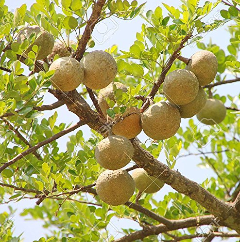 Bael Fruit Tree 8 Seeds - Aegle - Wood Apple