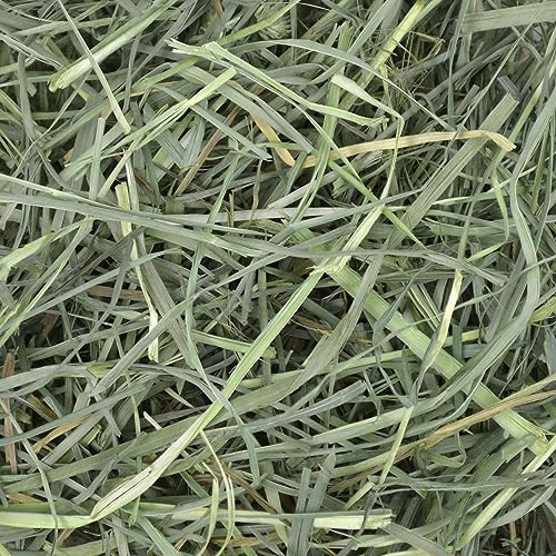 Oxbow Animal Health Orchard Grass Hay - All Natural Grass Hay for Chinchillas, Rabbits, Guinea Pigs, Hamsters & Gerbils - 15 oz.