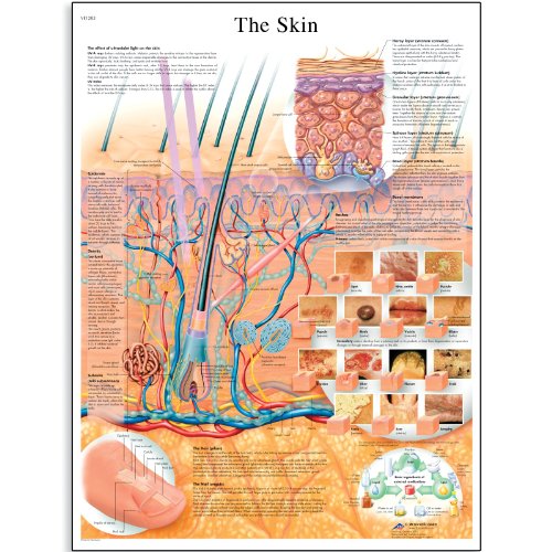 3B Scientific VR1283L Glossy Laminated Paper The Skin Anatomical Chart, Poster Size 20" Width x 26" Height