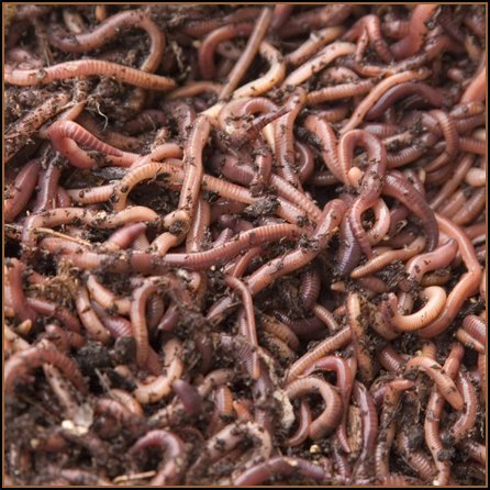 HOME-APP Red Wiggler Composting Worms 2lb Pack Garden, Lawn, Supply, Maintenance