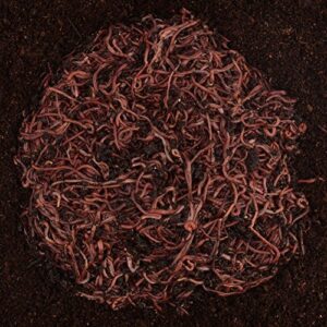 Uncle Jim's Worm Farm Red Wiggler Live Composting Worms Mix for Garden Soil or Fishing | Pack of Compost Worms Improves Soil Structure and Quality for Healthier Gardens | 500 Count