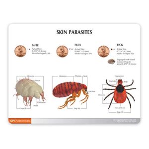 GPI Anatomicals - Canine Skin Parasites Model, Skin Model with Mite, Flea, and Tick for Canine Anatomy and Physiology Education, Anatomy Model for Veterinarian’s Office, Medical Study Supplies