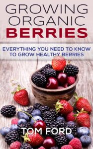 growing organic berries: everything you need to know to grow healthy berries (strawberries, blueberries, blackberries & rasberries)