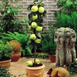 new dwarf apple seeds granny smith crisp, tart fruit organic 10 seeds