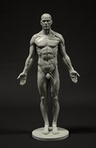 male anatomy figure: 11-inch anatomical reference for artists (grey)