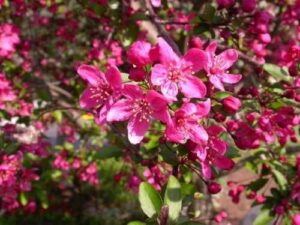 prairie fire crab apple, malus prairiefire, tree 30 seeds