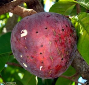 red custard apple tree (10 seeds) aka bullock's heart,jamaican apple ! rare