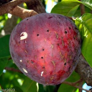 Red Custard Apple Tree (10 Seeds) AKA Bullock's Heart,jamaican Apple ! Rare