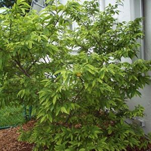 Red Custard Apple Tree (10 Seeds) AKA Bullock's Heart,jamaican Apple ! Rare