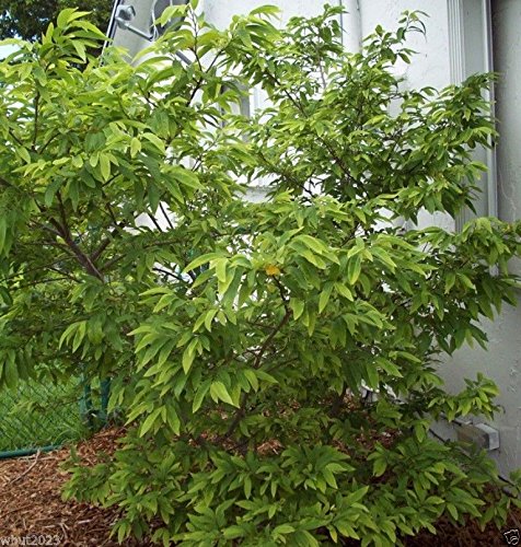 Red Custard Apple Tree (10 Seeds) AKA Bullock's Heart,jamaican Apple ! Rare