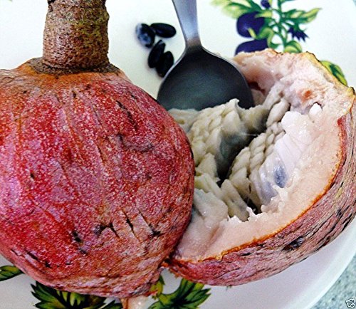 Red Custard Apple Tree (10 Seeds) AKA Bullock's Heart,jamaican Apple ! Rare