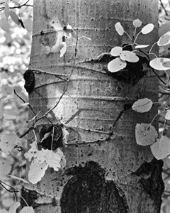 quaking aspen detail, walker lake (#2)