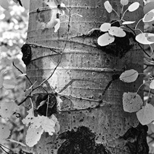 Quaking Aspen Detail, Walker Lake (#2)