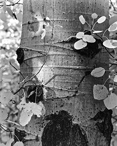 Quaking Aspen Detail, Walker Lake (#2)