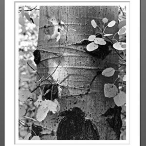 Quaking Aspen Detail, Walker Lake (#2)