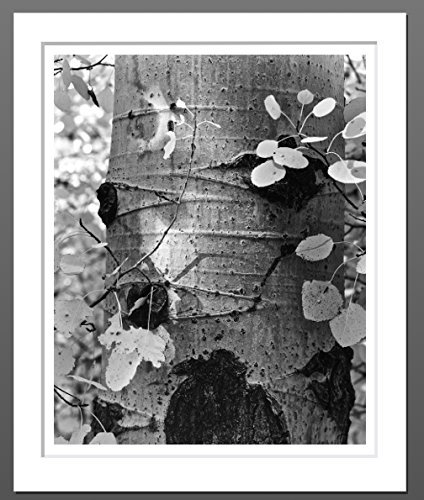 Quaking Aspen Detail, Walker Lake (#2)