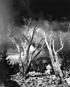 whitebark ghosts, 60 lake basin (#4)