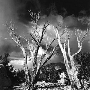 Whitebark Ghosts, 60 Lake Basin (#4)