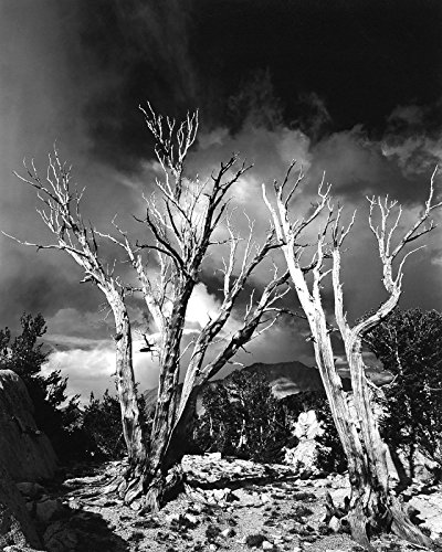 Whitebark Ghosts, 60 Lake Basin (#4)