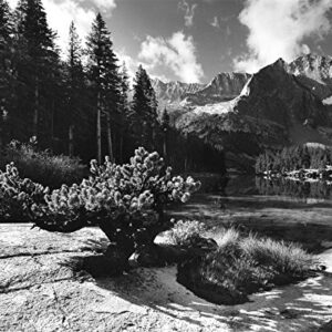 Dwarf Pine, Lake Reflection (#1)