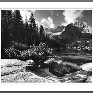 Dwarf Pine, Lake Reflection (#1)