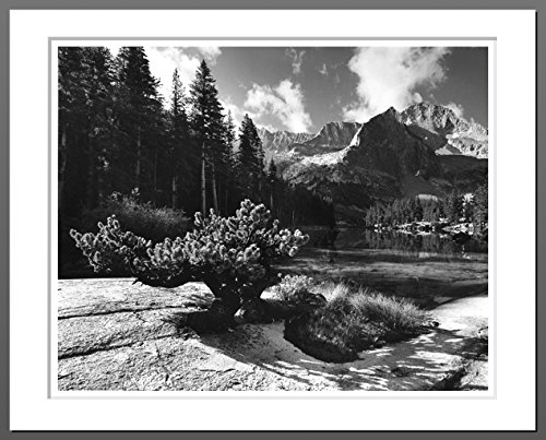 Dwarf Pine, Lake Reflection (#1)