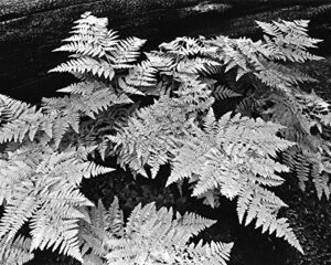 autumn ferns, zumwalt meadows (#1)