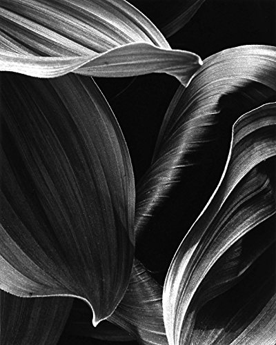 Corn Lily Abstract (#2)