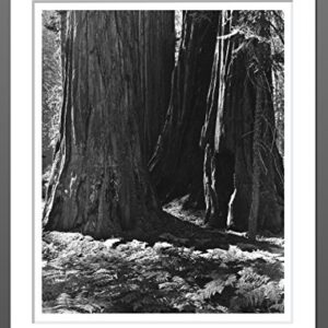 Morning Light, Alta Trail, Giant Forest (#4)