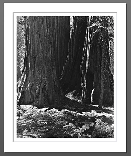 Morning Light, Alta Trail, Giant Forest (#4)