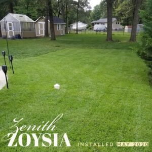 Zoysia Sod Slab for Plugs