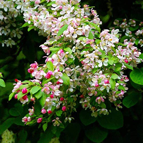 Brighter Blooms - Dwarf Red Delicious Apple Tree, 5-6 Ft. - A Supermarket Favorite, Grown at Home - No Shipping to AZ, ID, OR, or CA