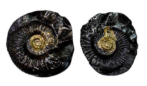 Divya Shakti Very Rare Lakshmi Narayanam Shaligram/Salagram ji from Gandaki River Nepal