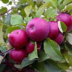 Pixies Gardens (5 Gallon) Red Delicious Apple Tree -America's Favorite and Most Popular Apple for Fresh Eating and Baking.