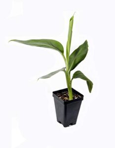 manzano "apple" banana plant - rare - live banana treerare